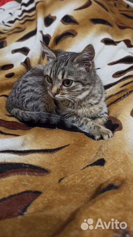 Кошка