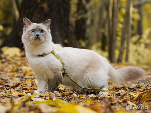 Кот для вязки, Священная Бирма