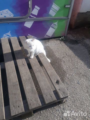 Кошка ангорка
