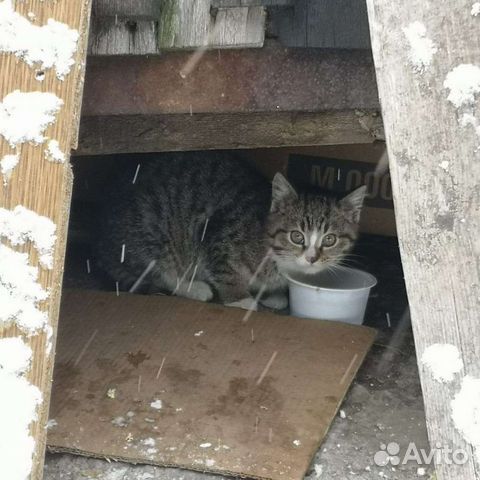 Котёнок выживает под бытовкой. Ищет дом