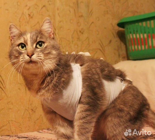 Кошка