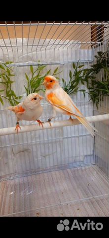 Кенара и канарейки