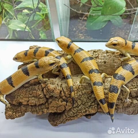 Сцинк Петерса (Scincopus fasciatus)