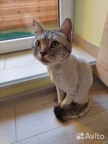 Кот-дворянин Федор в добрые руки