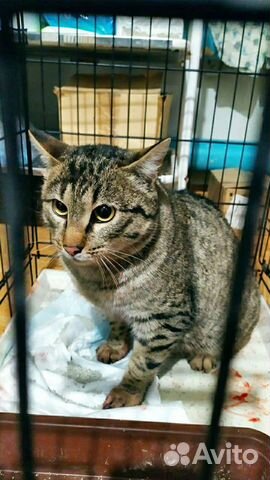 Кот огромный 3 года кастрирован