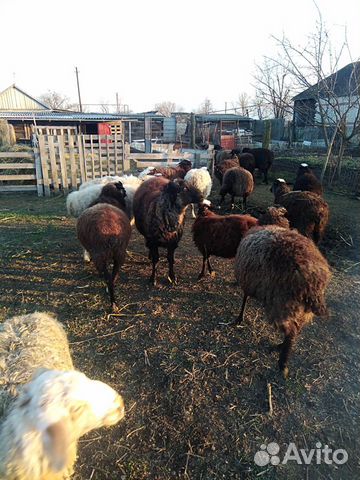 Курдючные бараны овцы
