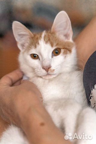 Котёнок для счастья в дом