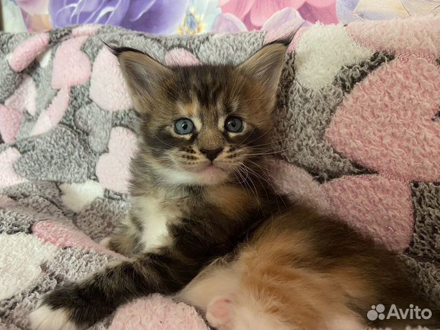 Кошка