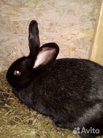 Кролики 5000