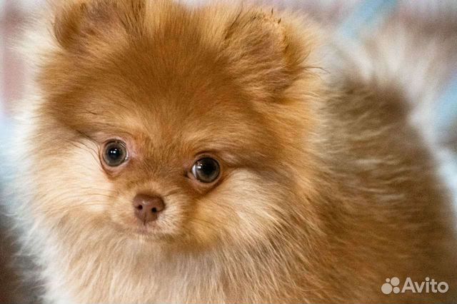 Померанский шпиц крошечная девочка