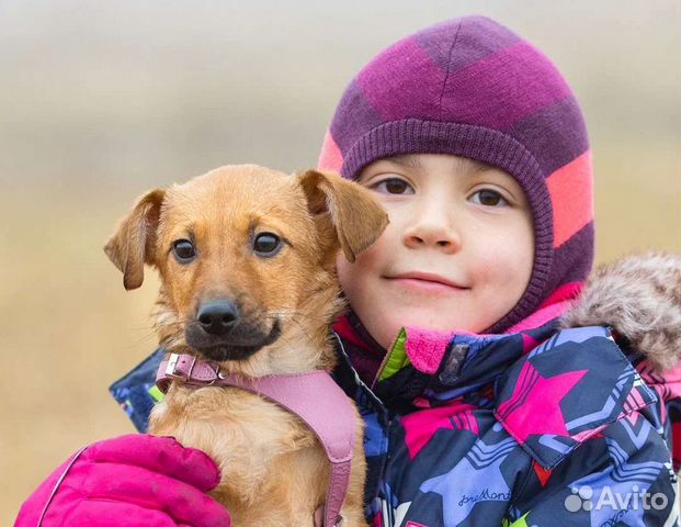 Огонек - яркий рыжий щенок