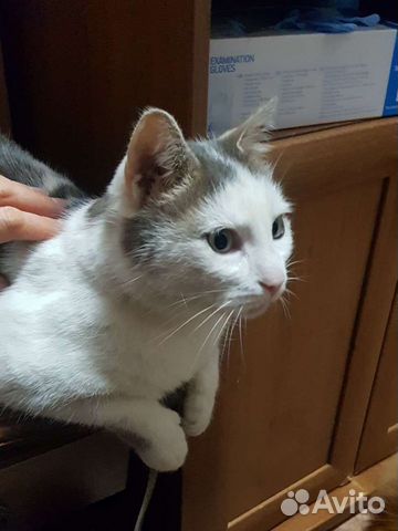 Кот-сирота мальчик 10лет в дар привит кастрирован