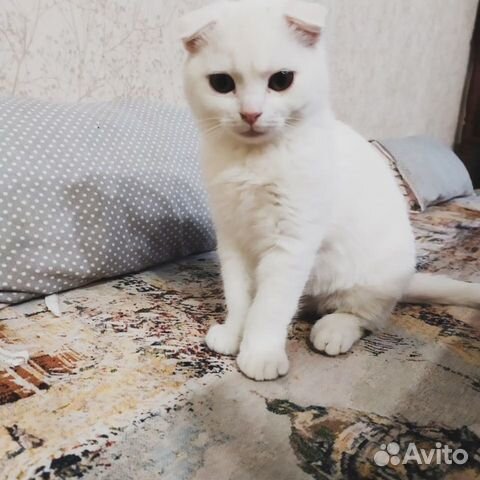 Кошка