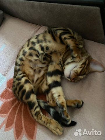 Бенгальская