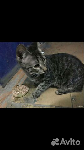 Замерзает котёнок на улице
