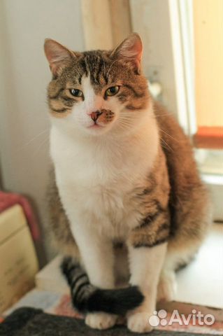 Котик Пуся ищет родителей
