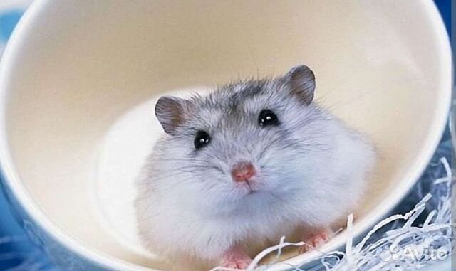 Джунгарский хомяк с клеткой