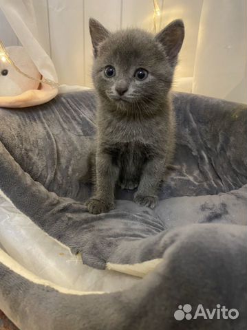 Котята