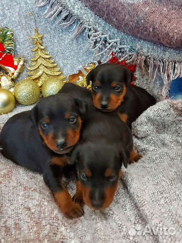 Собаки щенки