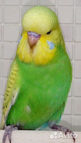 Птенчик, ввп,чех