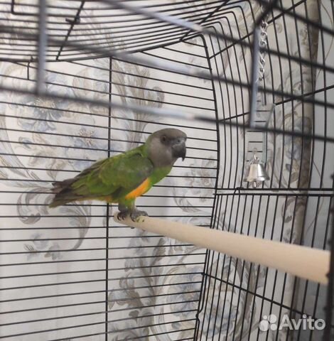 Сенегальский попугай