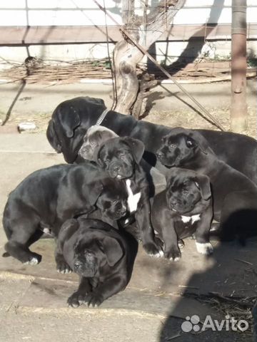 Щенки кане корсо