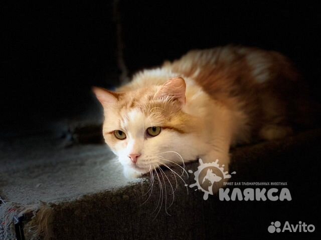 В добрые руки добрый кот