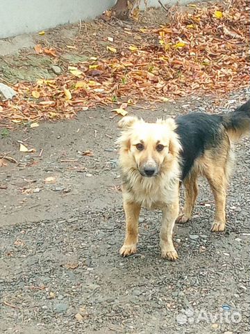 Собака в добрые руки