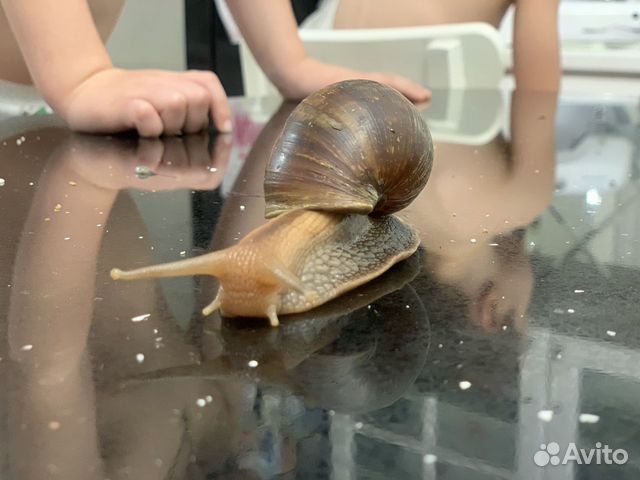 Улитки ахатины. Отдам. Взрослые