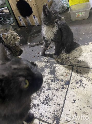Котята в добрые руки