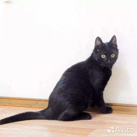 Чёрный котёнок нужен дом или передержка