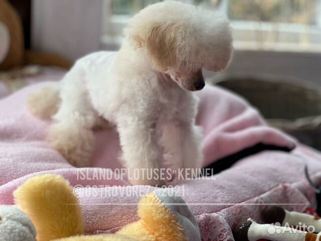 Щенок той пудель мальчик