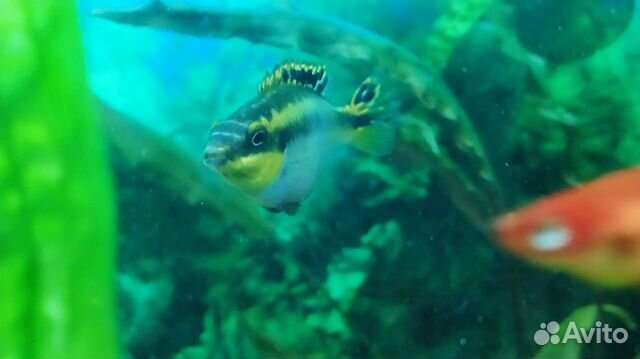 Пельвикахромис. Попугай. Самка