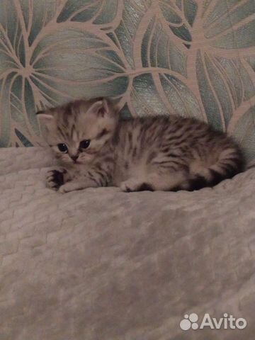 Шотландский котенок