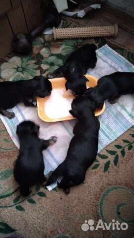 Собаки щенки йорка