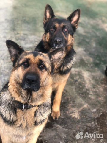 Щенки немецкой овчарки