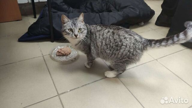 Шотландская кошка