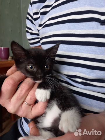 Британские котята