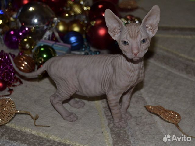 Донской сфинкс