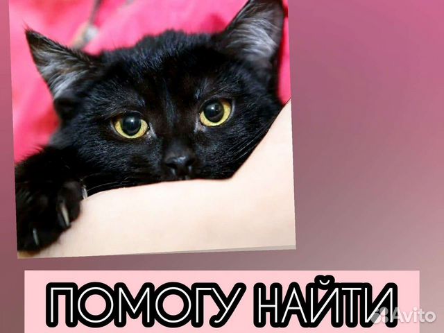Котята, котёнок, котики в добрые руки