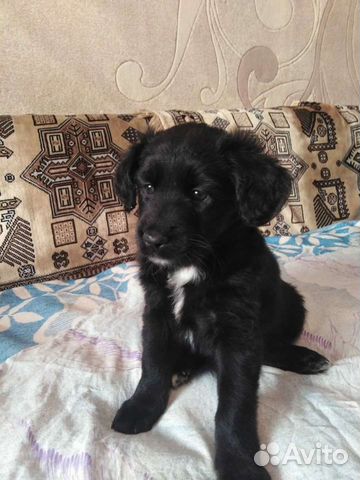 Собаки бесплатно