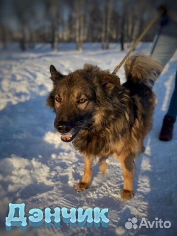 Ласковый песик из приюта