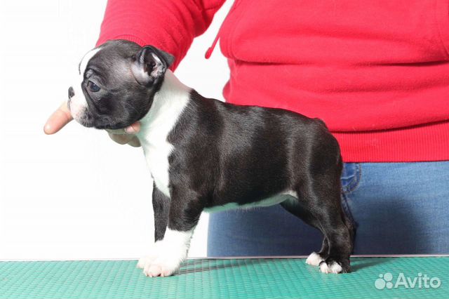 Щенки boston терьер