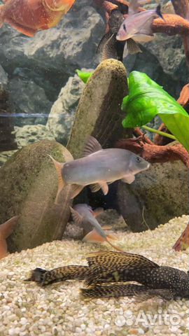 Боция модеста