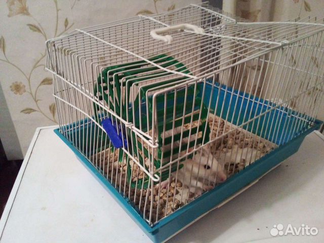 Крыса с клеткой