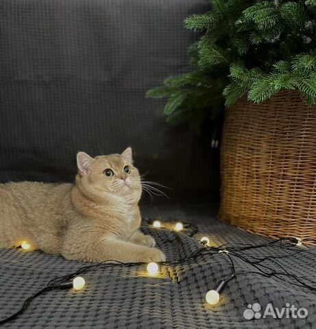 Вязка золотой британский кот
