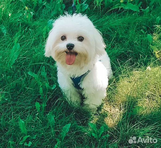 Мальчик Мальтезе