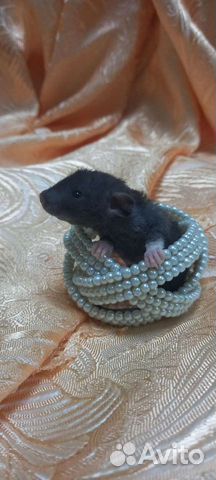 Краски Дамба велюровые