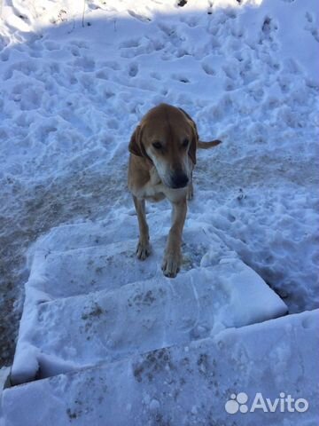 Русская гончая или помесь