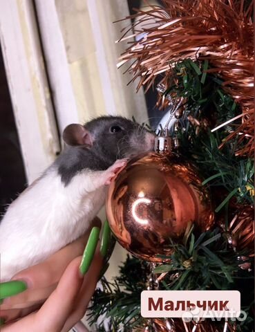 Крысята дамбо